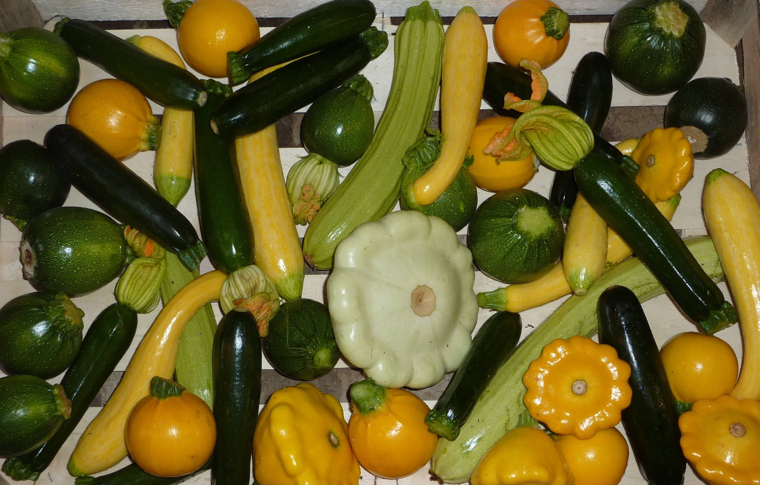 Courgettes – JandL seeds