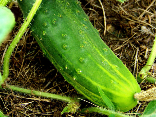 Marketmore English ridge cucumber – JandL seeds