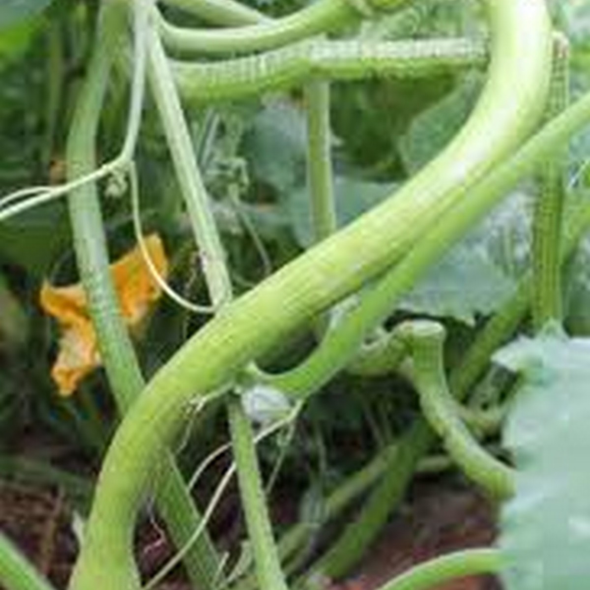 Tromboncino Albenga courgette – JandL seeds