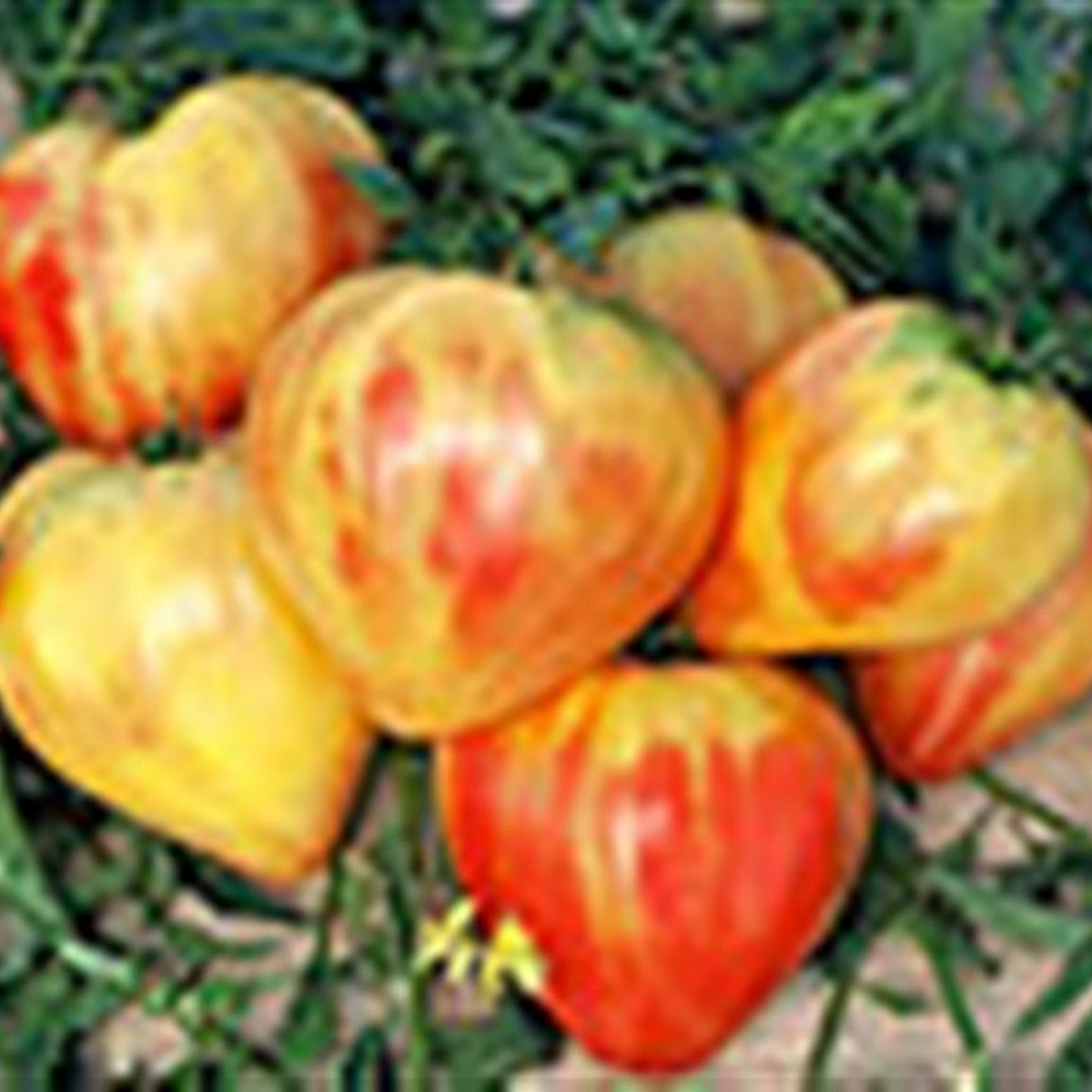 Orange Russian beef heart tomato – JandL seeds